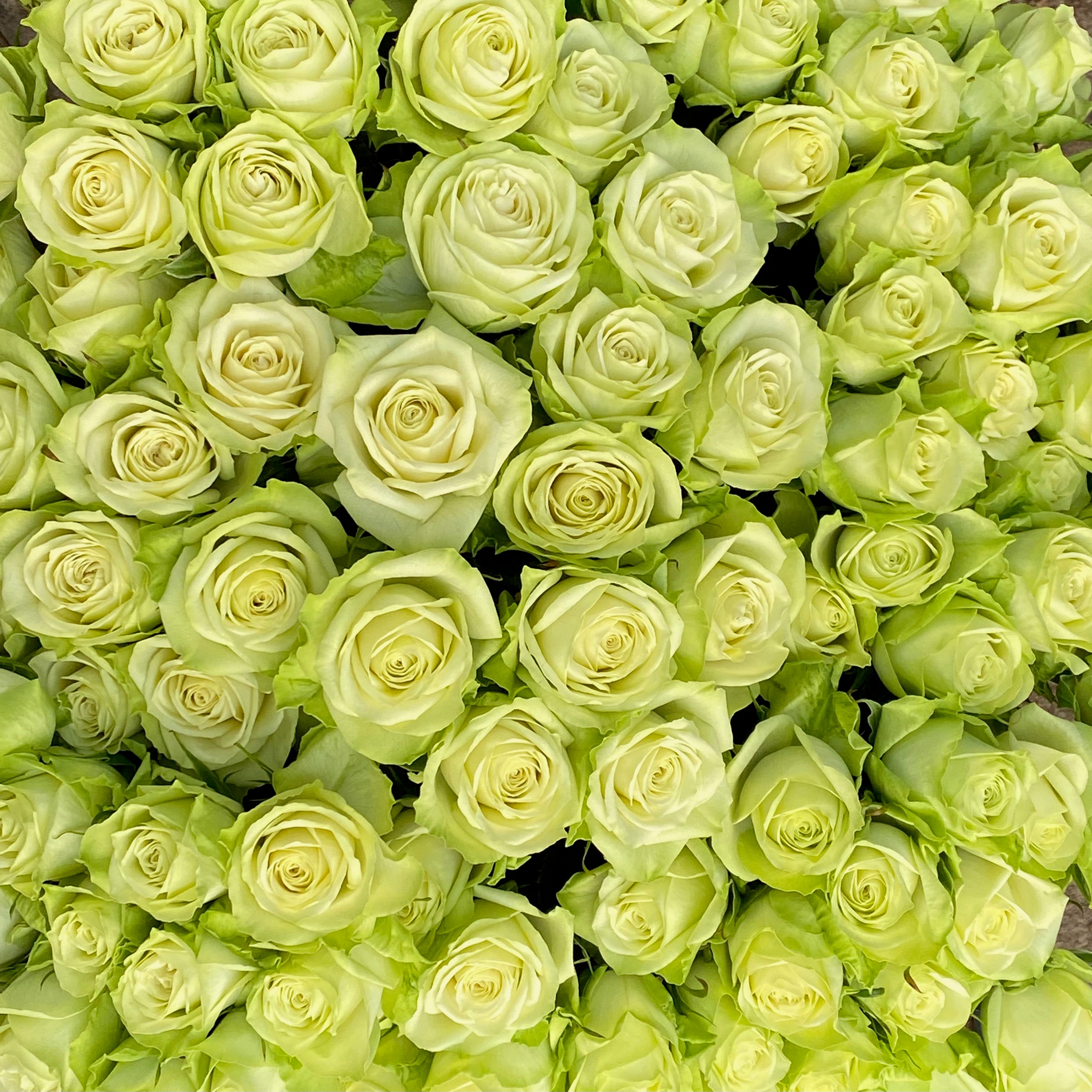 Mint Tea™ – Tamar Valley Roses Farm