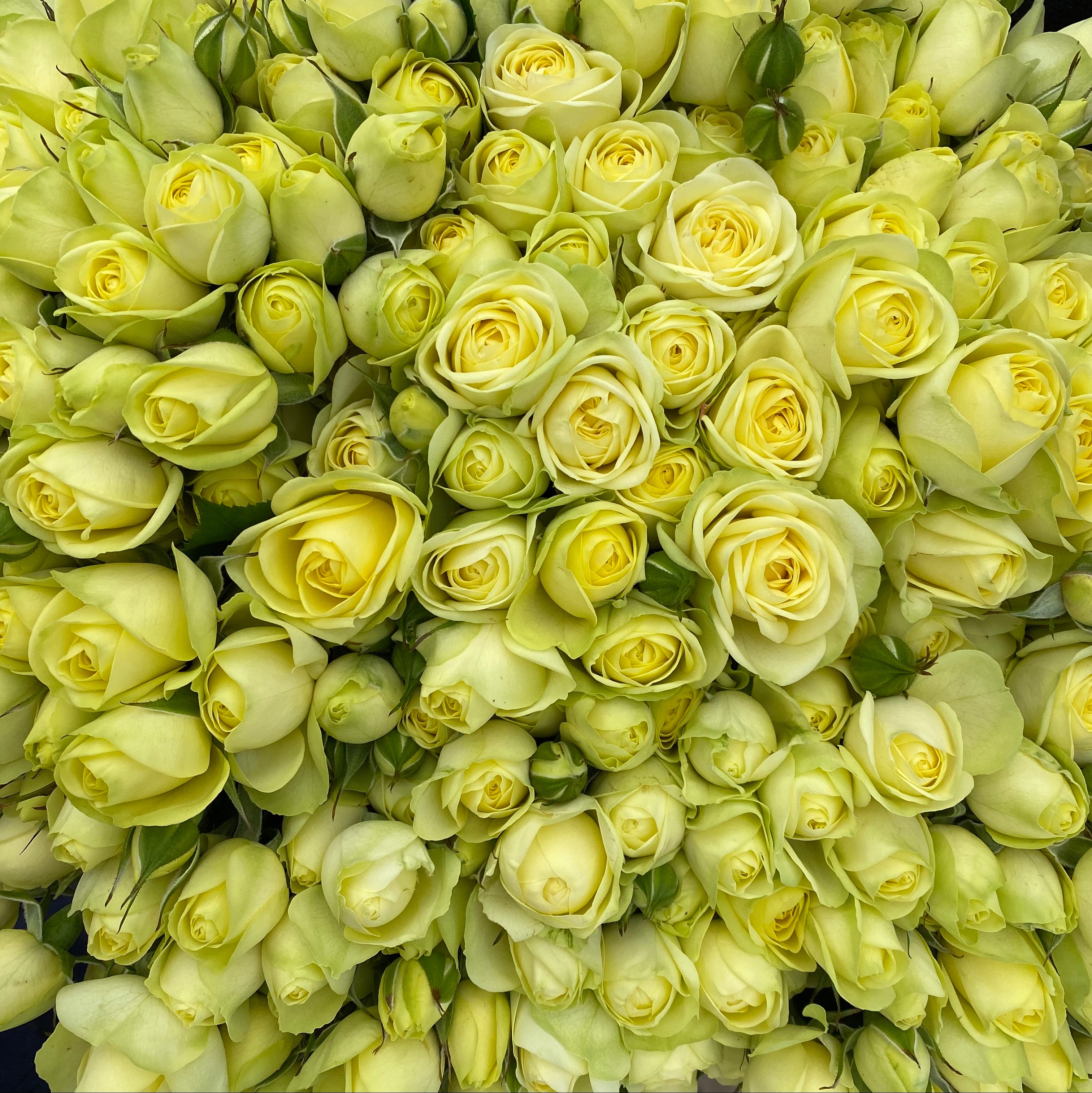 Lemon Romantica Folies® – Tamar Valley Roses Farm