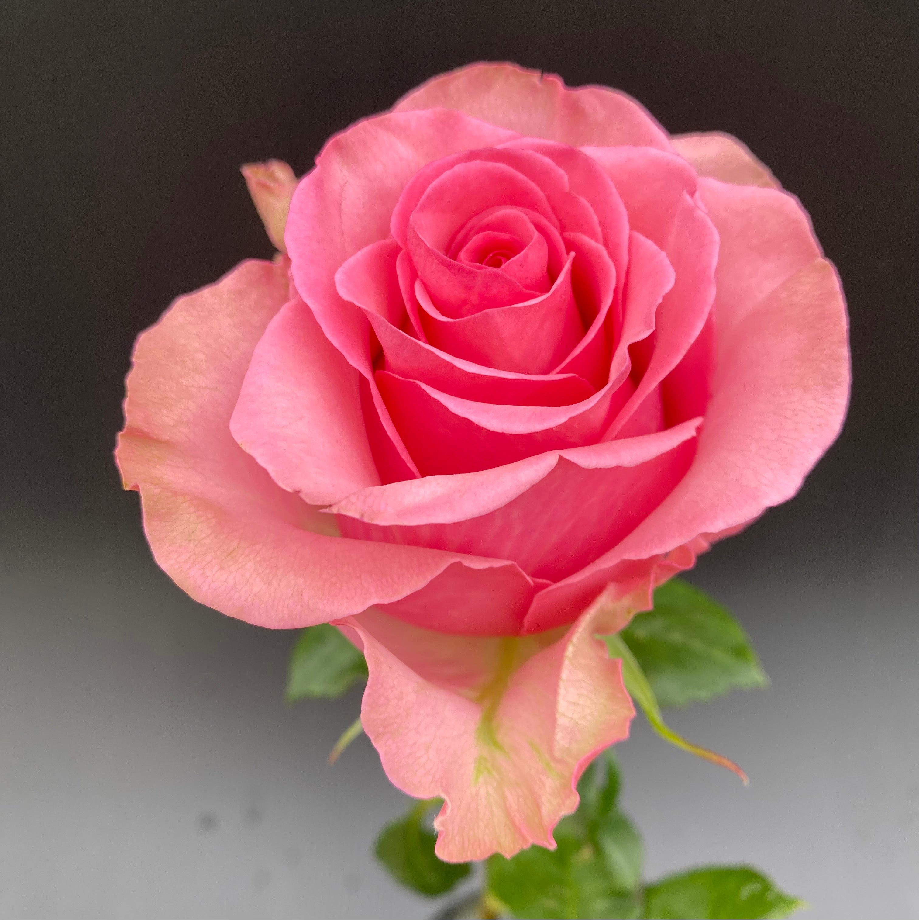 TVR-003-2021 – Tamar Valley Roses Farm