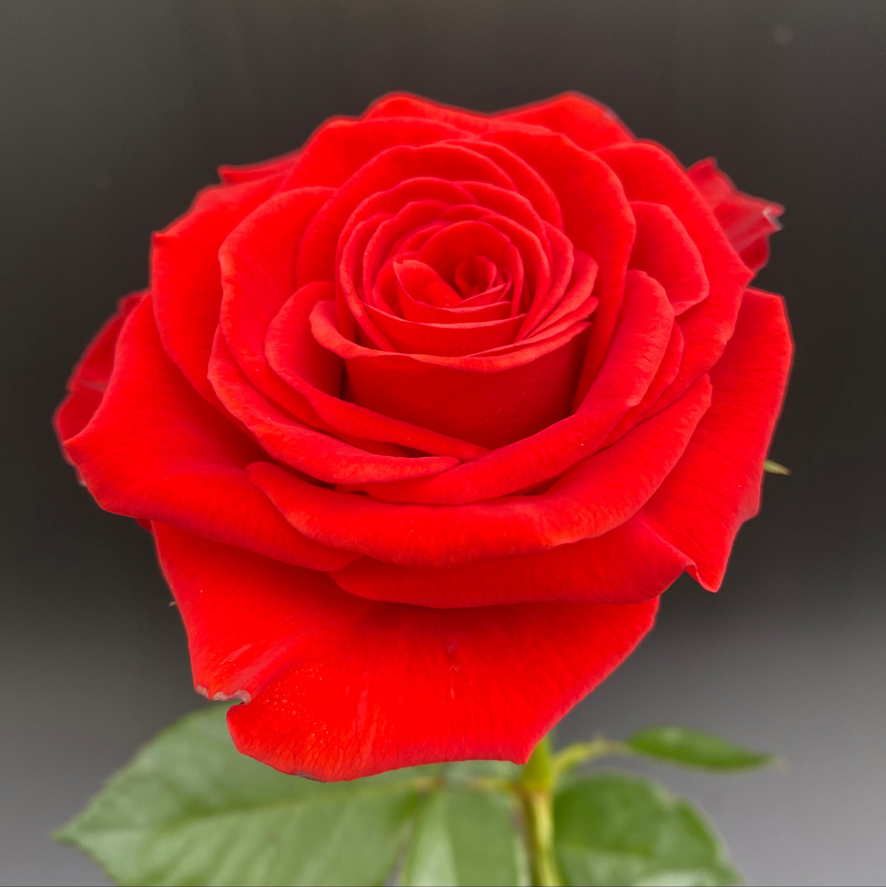 TVR-008-2021 – Tamar Valley Roses Farm