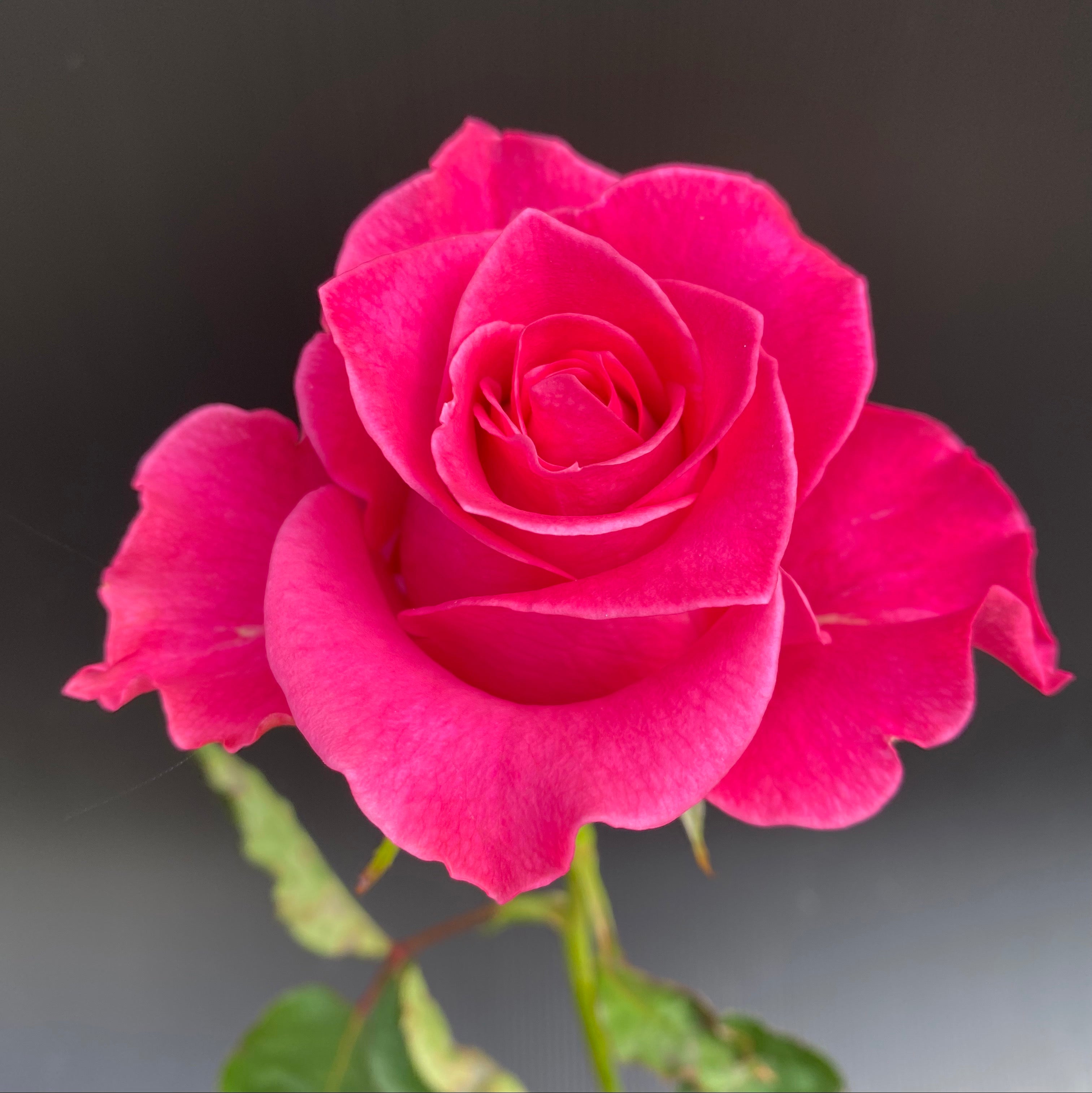 TVR-013-2021 – Tamar Valley Roses Farm