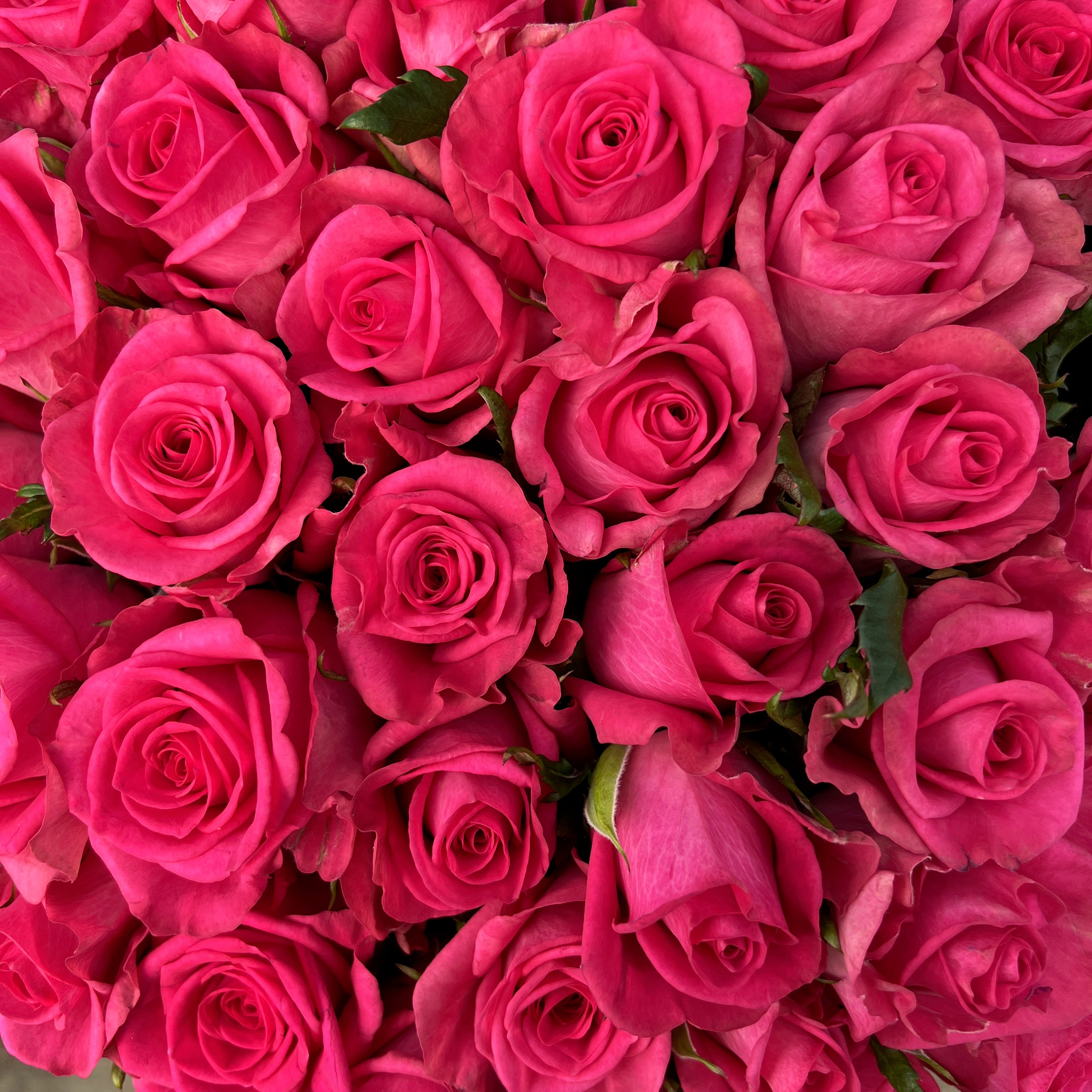 Hot Pink® – Tamar Valley Roses Farm
